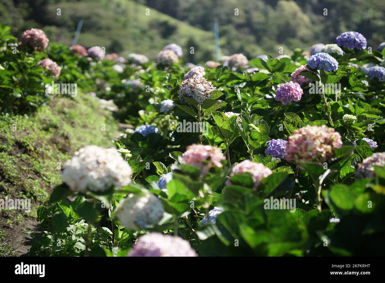 blooming hydrangea flower field garden horticulture Stock Photo - Alamy