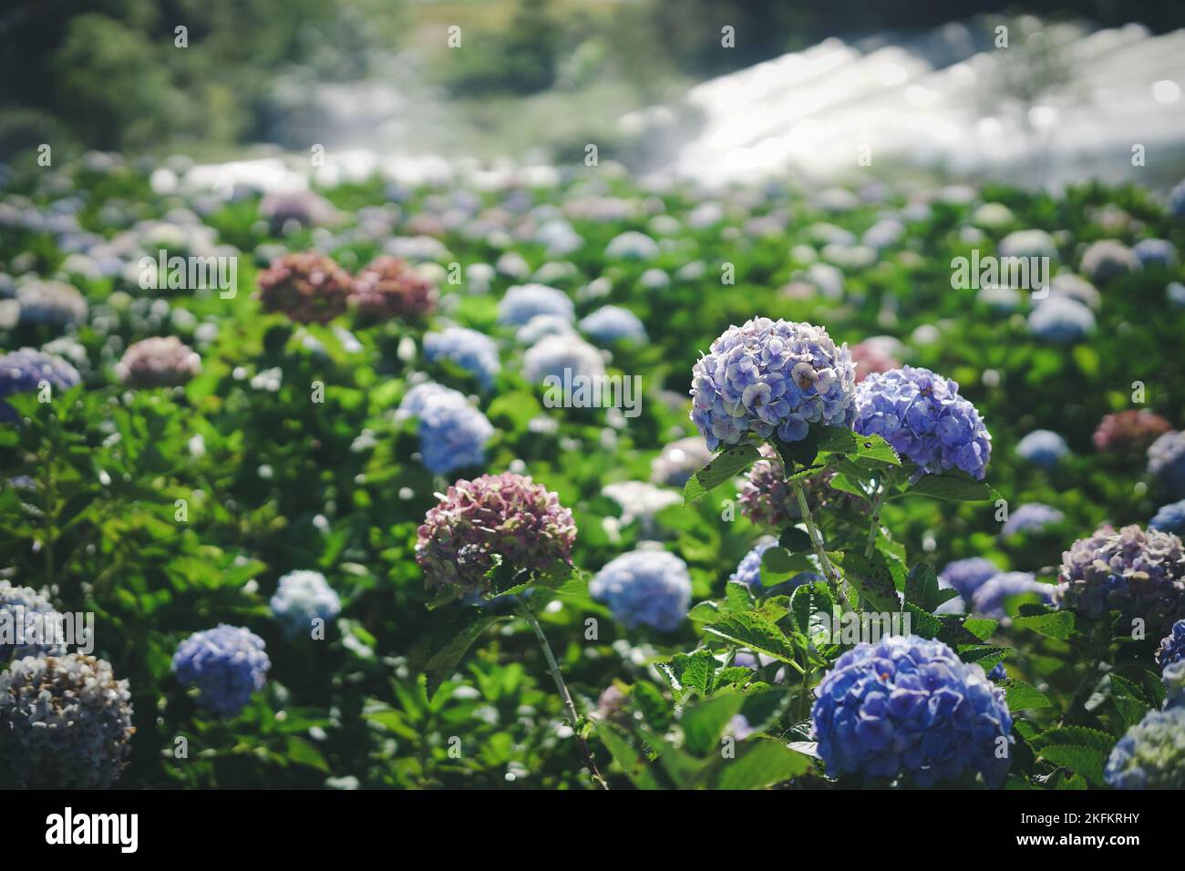 blooming hydrangea flower field garden horticulture Stock Photo - Alamy