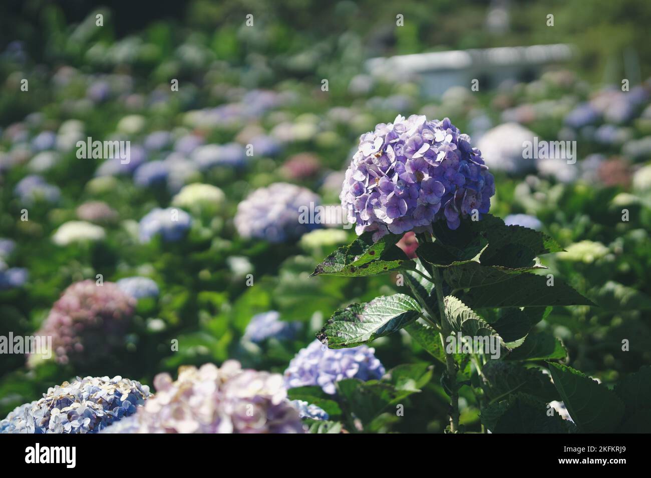 blooming hydrangea flower field garden horticulture Stock Photo - Alamy
