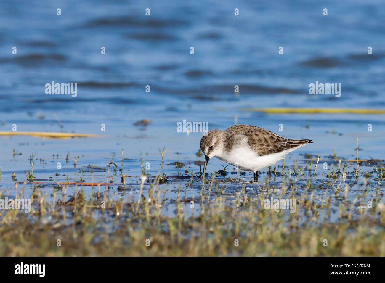 Little stint at river. Calidris minuta. Erolia minuta. The little stint ...