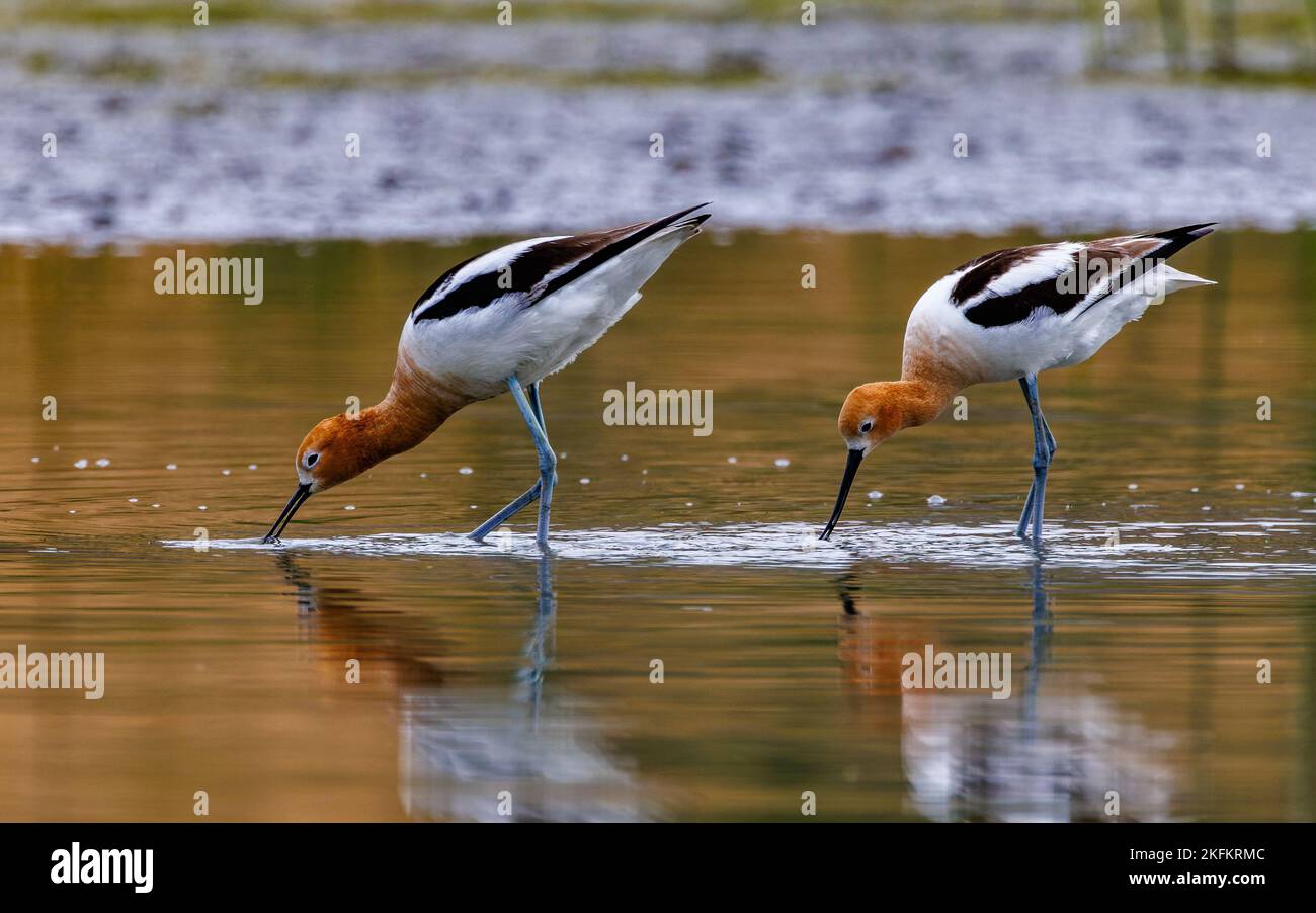 A view of red-necked avocets drinking water Stock Photo - Alamy