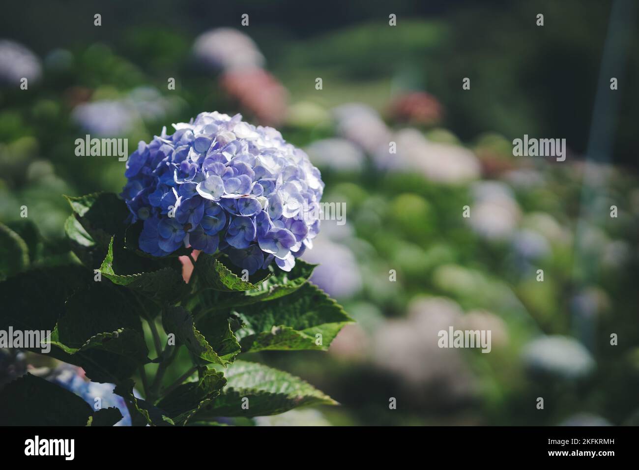 blooming hydrangea flower field garden horticulture Stock Photo - Alamy