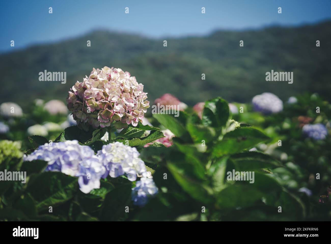 Hydrangea flower field hi-res stock photography and images - Alamy