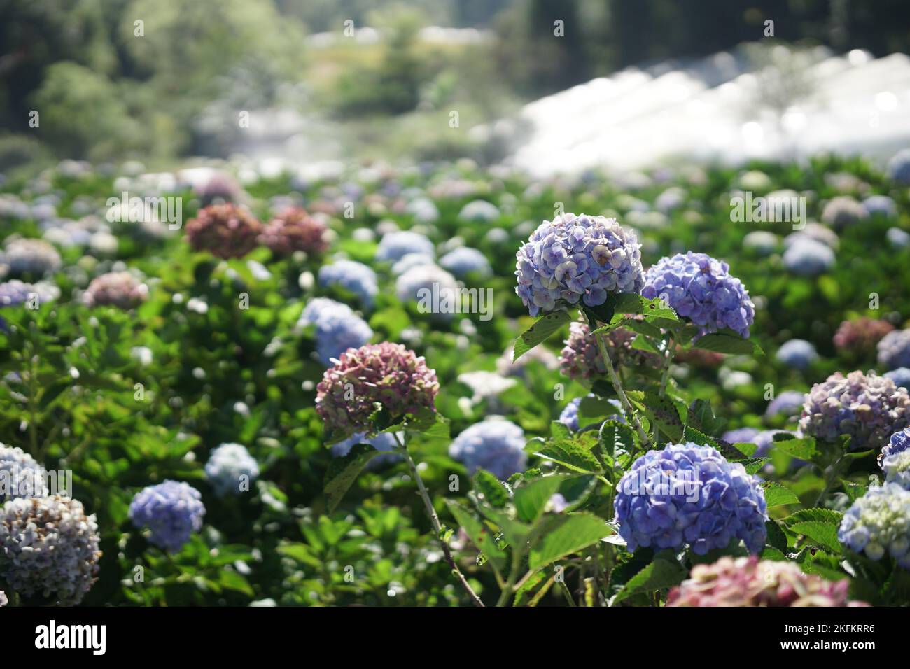 blooming hydrangea flower field garden horticulture Stock Photo - Alamy