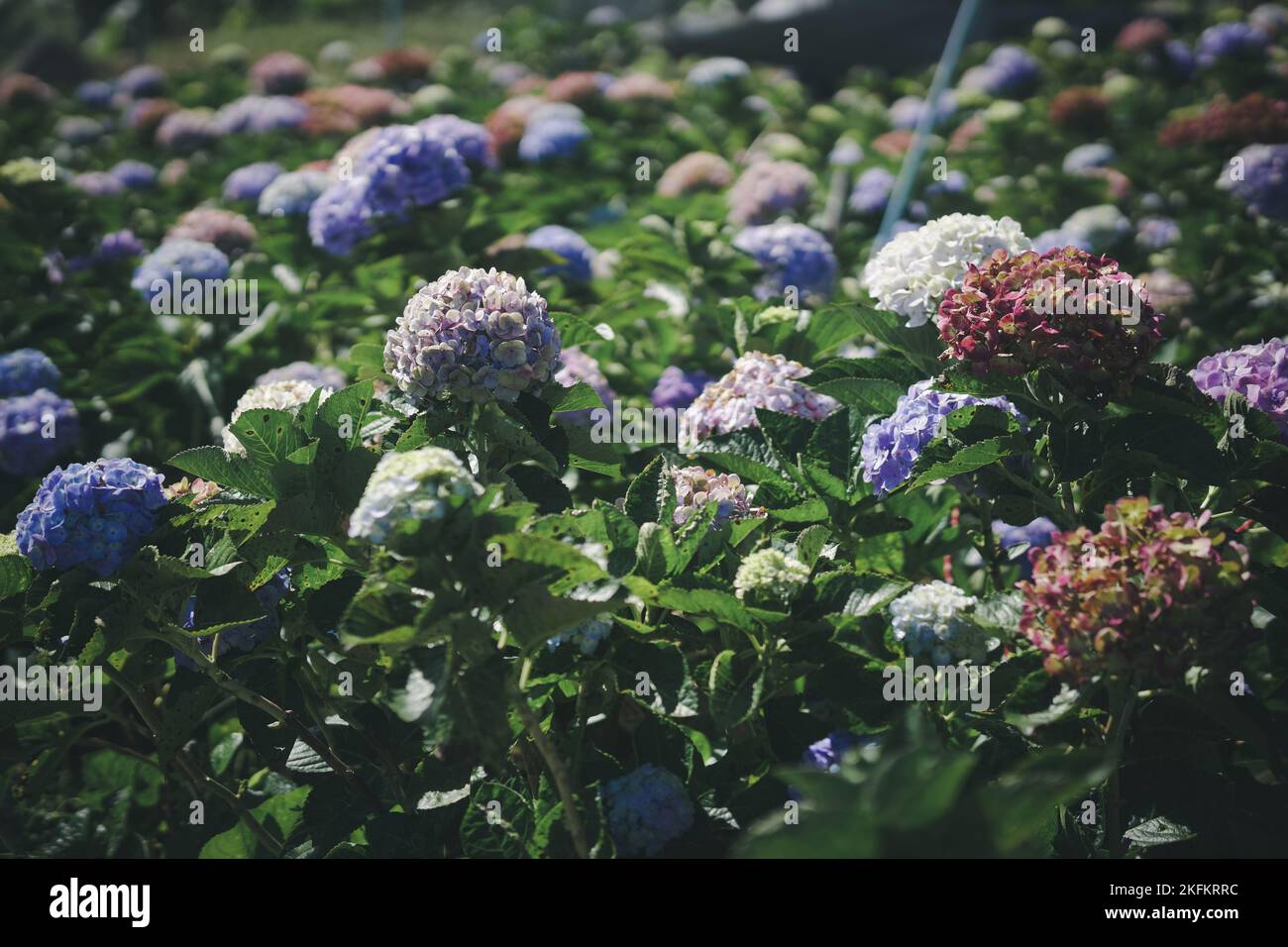 blooming hydrangea flower field garden horticulture Stock Photo - Alamy