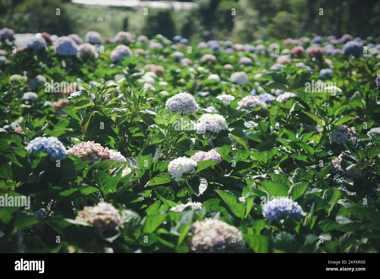 blooming hydrangea flower field garden horticulture Stock Photo - Alamy