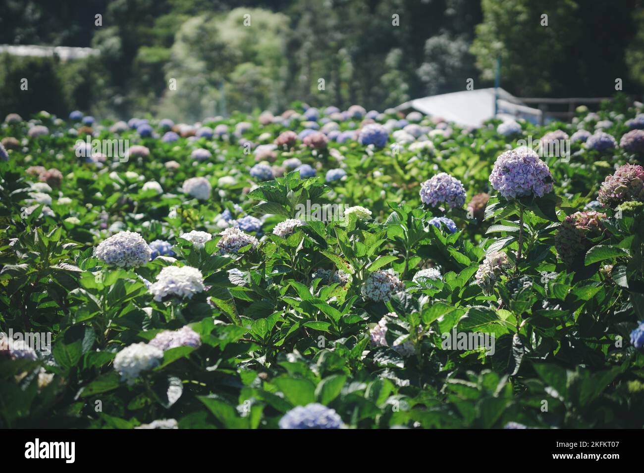 blooming hydrangea flower field garden horticulture Stock Photo - Alamy