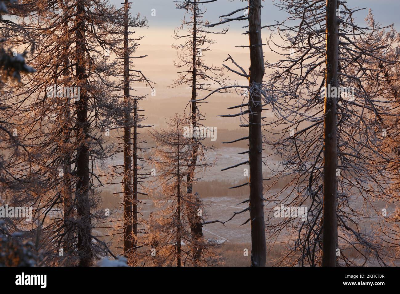 19 November 2022, Saxony-Anhalt, Schierke: Dead trees stand on the ...