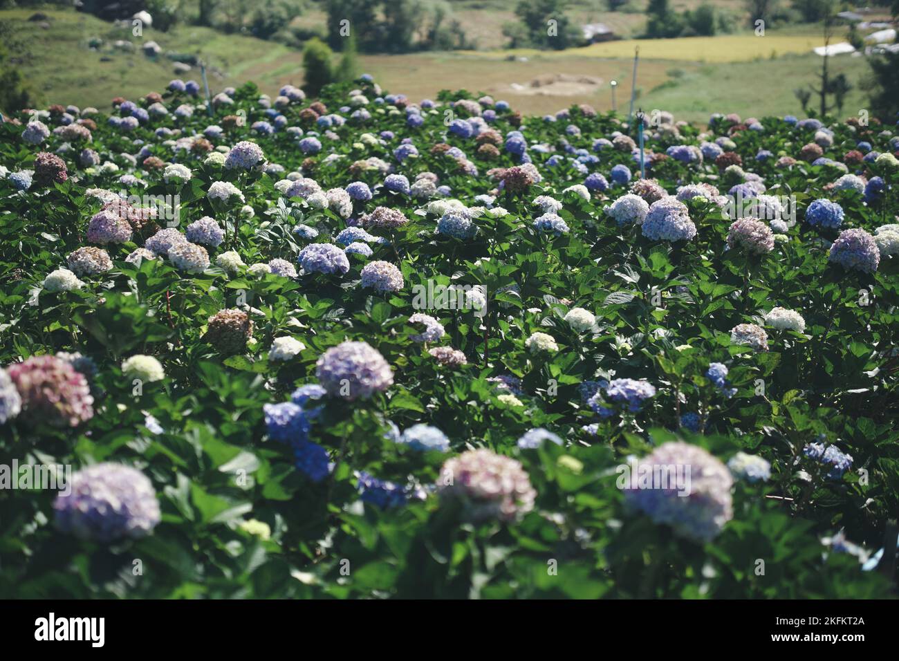 blooming hydrangea flower field garden horticulture Stock Photo - Alamy