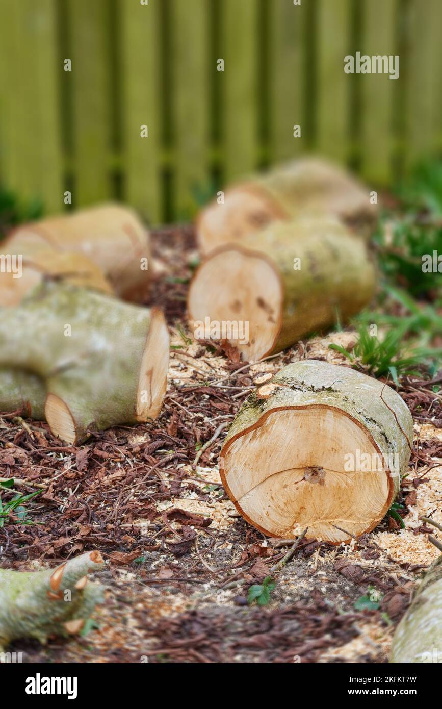 Chestnut log hi-res stock photography and images - Alamy