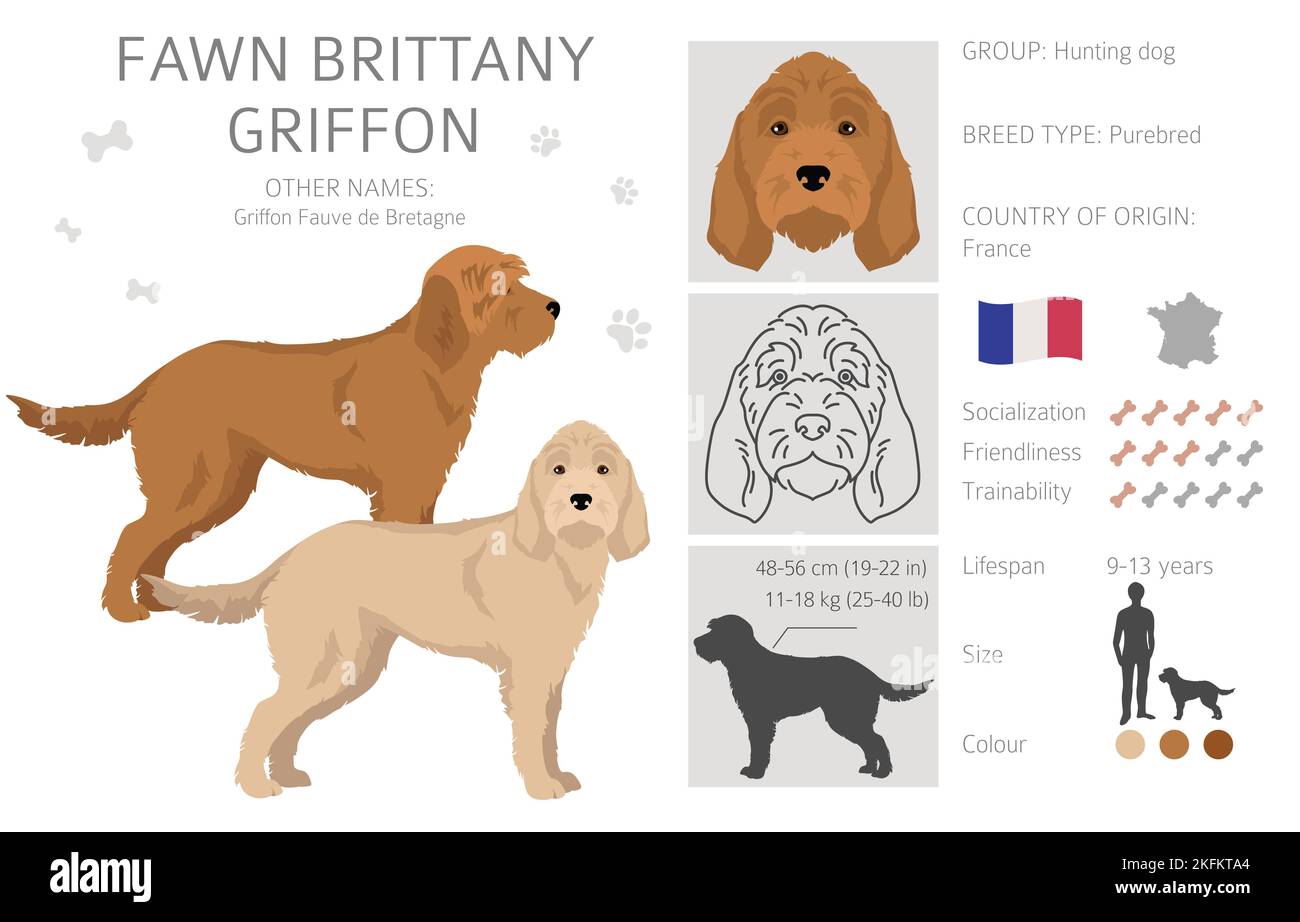 Fawn Brittany Griffon clipart. Different coat colors set. Vector ...