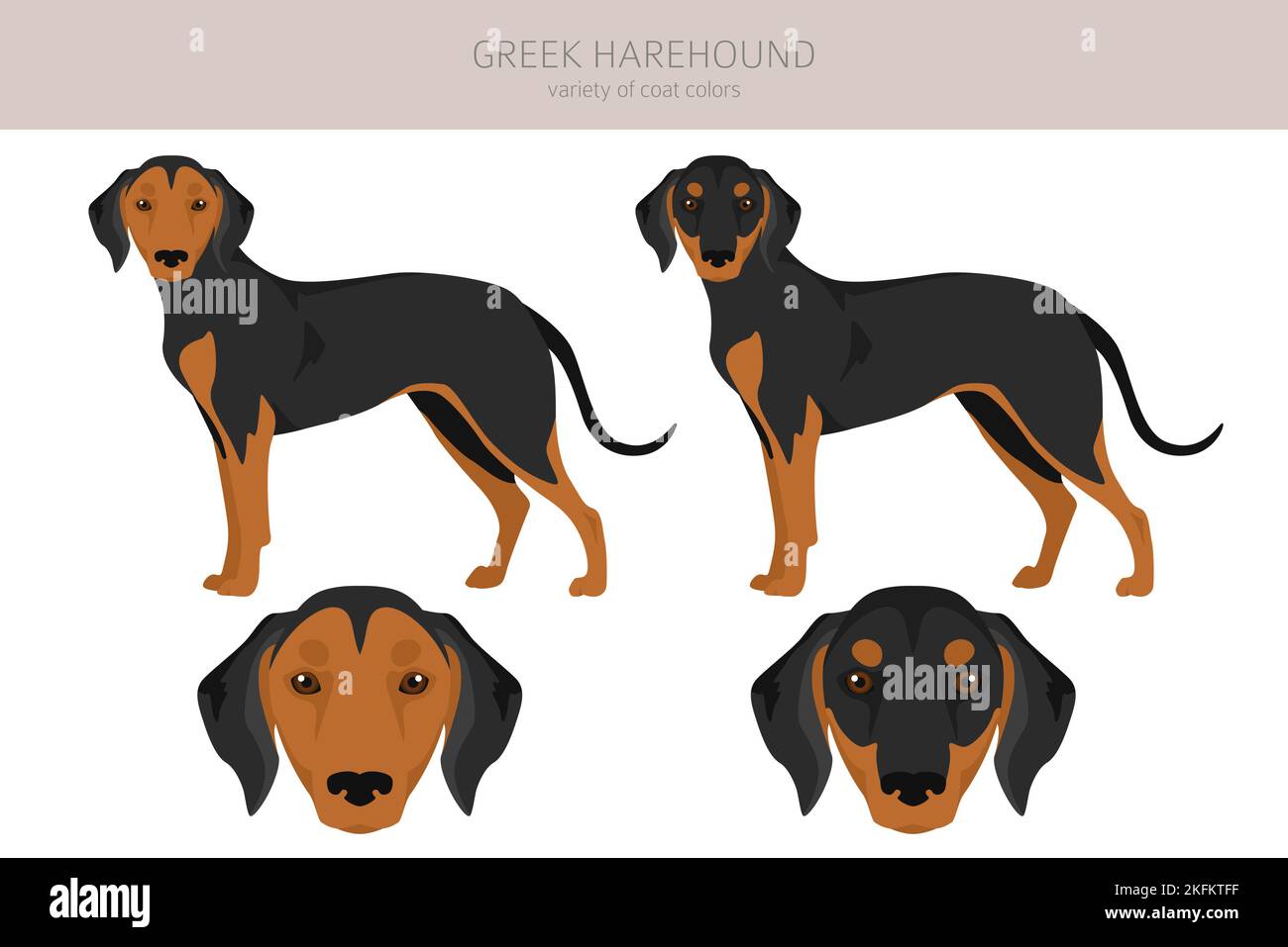 How Long Do Greek Harehounds Live