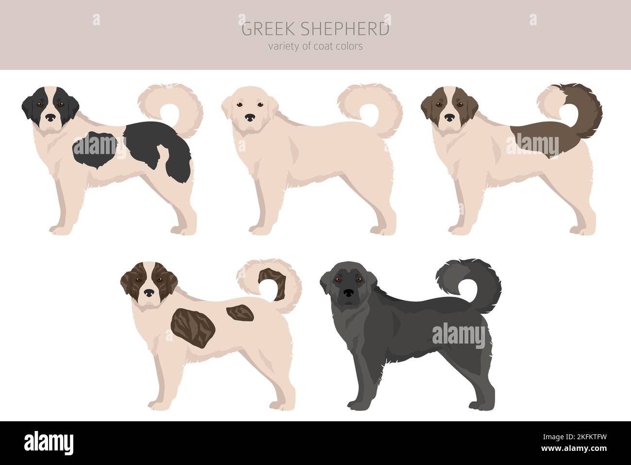 Greek Shepherd clipart. Different coat colors set. Vector illustration ...