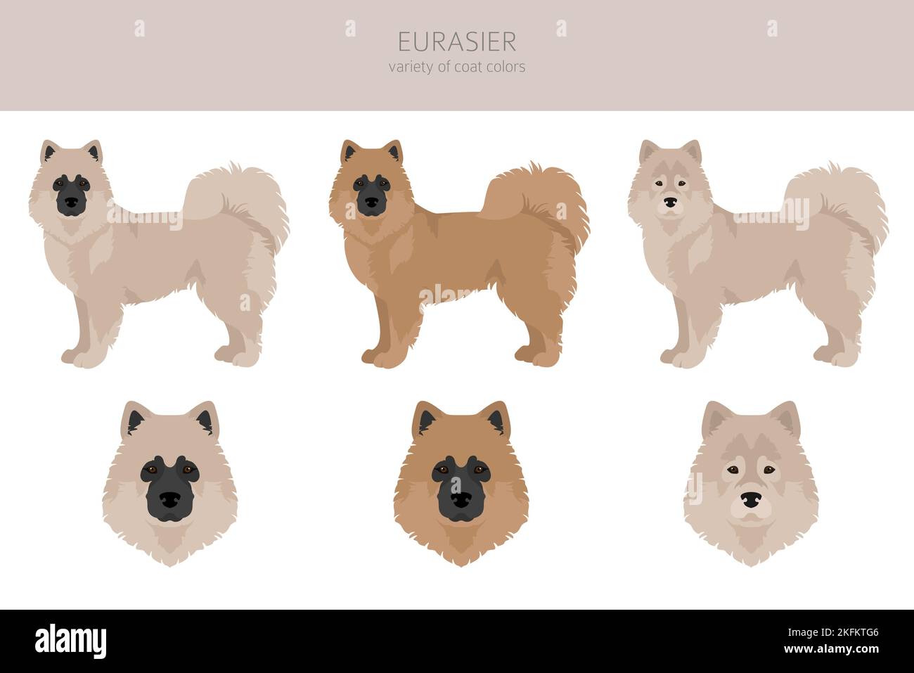 Eurasier dog clipart. Different poses, coat colors set. Vector illustration Stock Vector Image ...