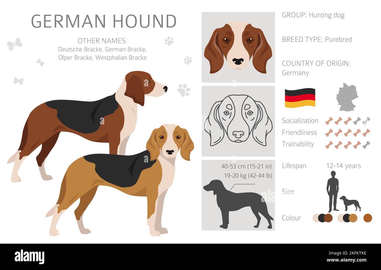 German Hound clipart. Different coat colors set. Vector illustration ...