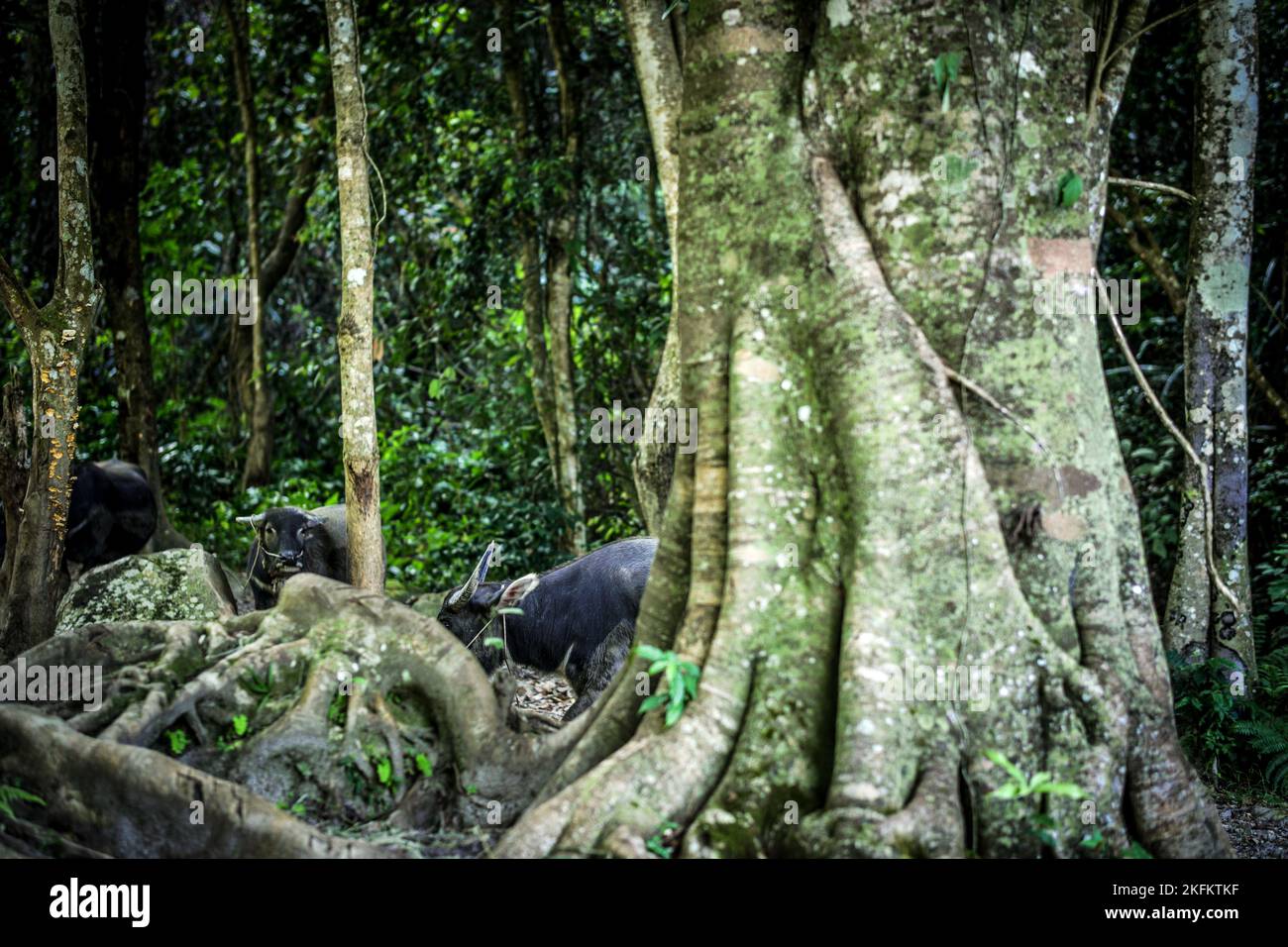 water buffalo wildlife in tropical forest nature Stock Photo - Alamy