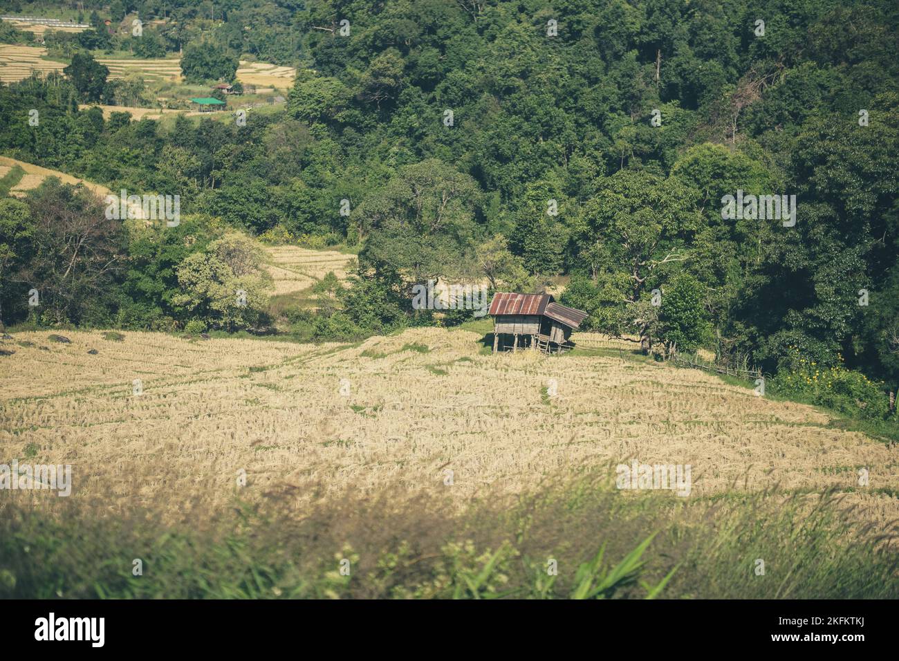 cottage hut shack in rice paddy field in asian countryside Stock Photo ...