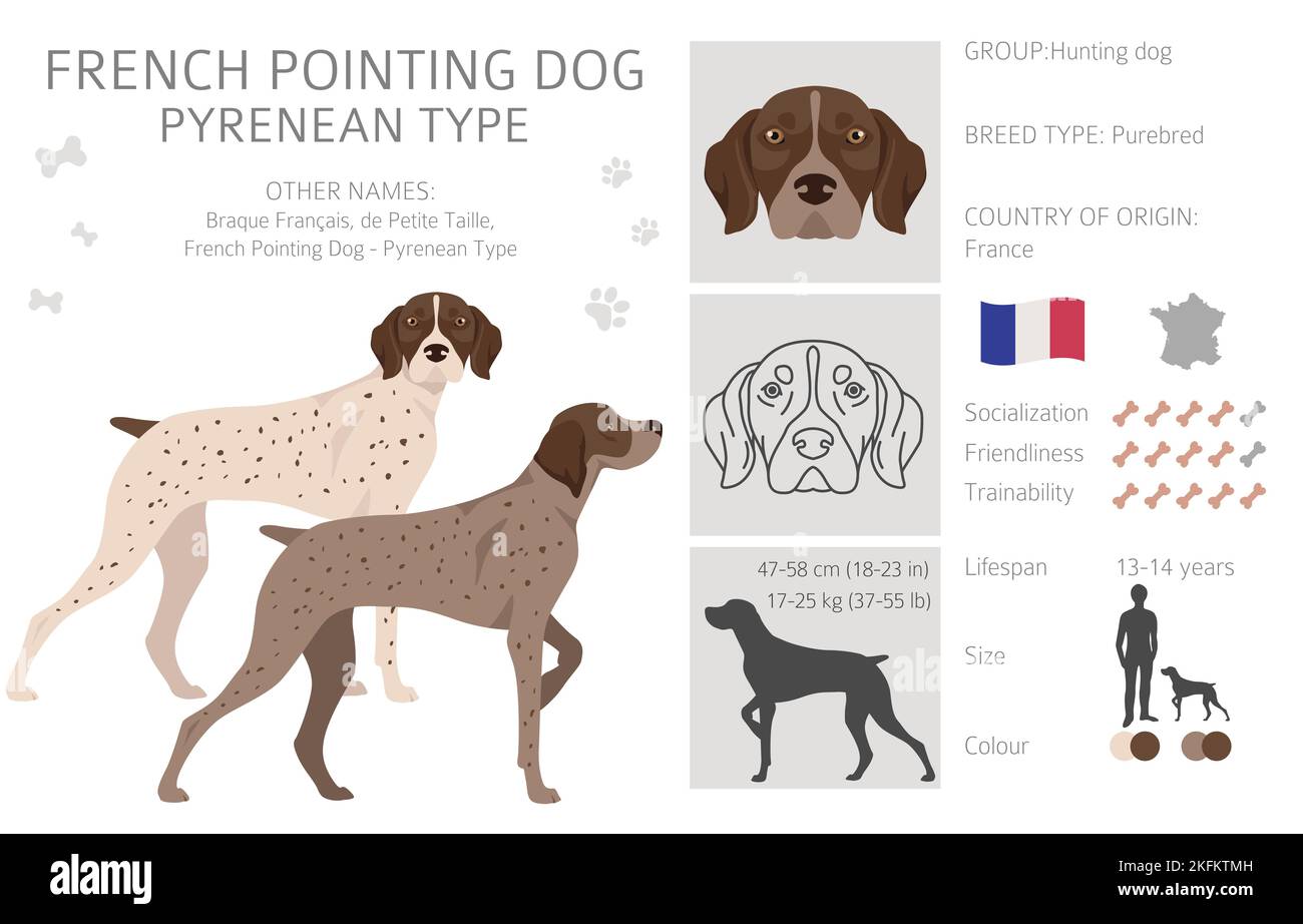 French pointing dog, Pyrenean type clipart. Different poses, coat ...