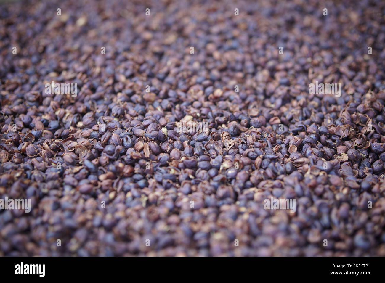dried coffee bean seed shell drying after peeling texture background ...