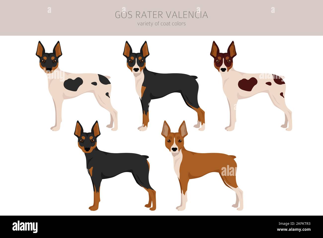 Son Ratonero Valenciano Ruidoso