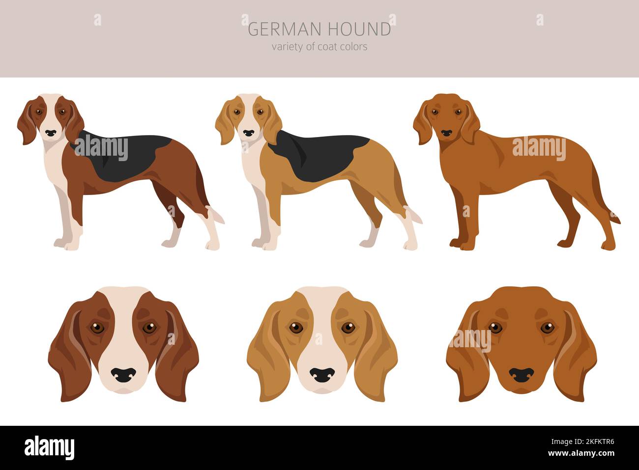 German Hound clipart. Different coat colors set. Vector illustration ...