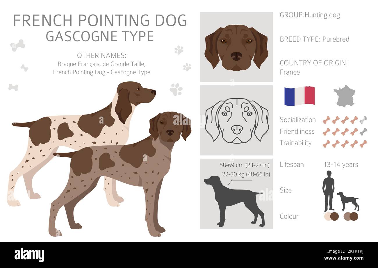 French pointing dog, Gascogne type clipart. Different poses, coat ...