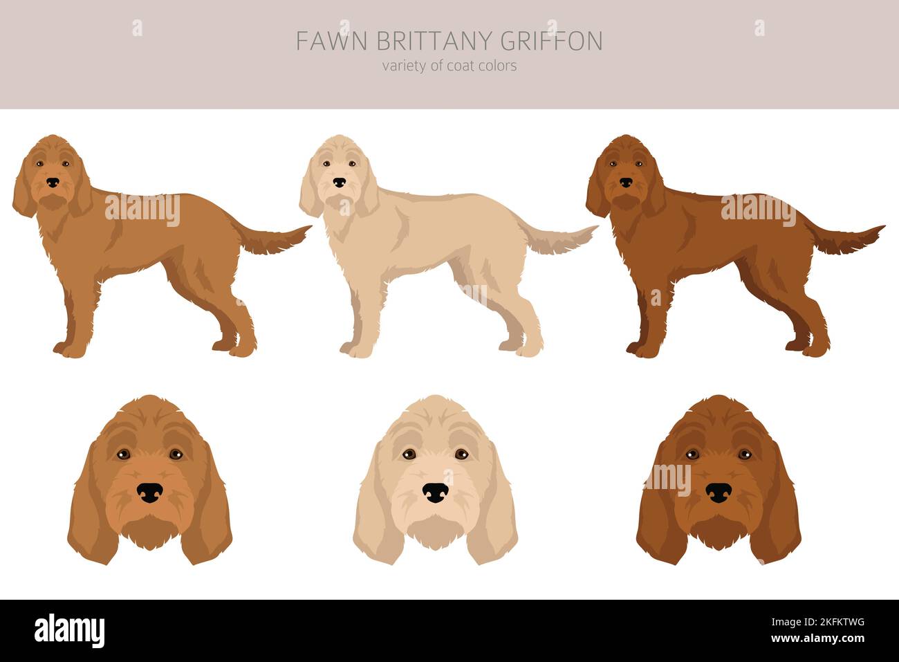 Fawn Brittany Griffon clipart. Different coat colors set. Vector ...