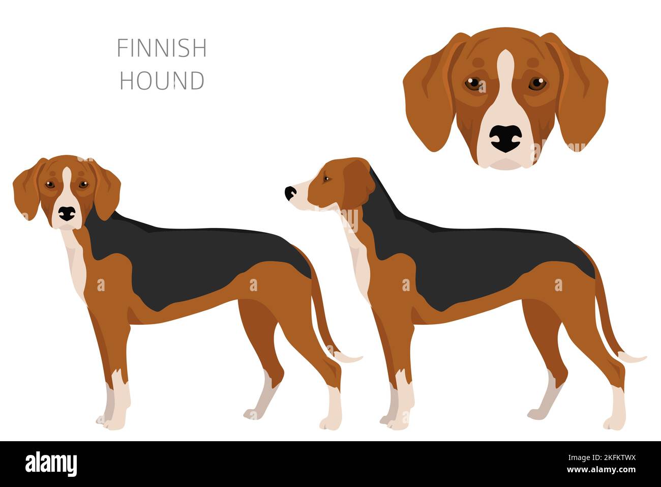 Finnish Hound clipart. Different coat colors set. Vector illustration ...