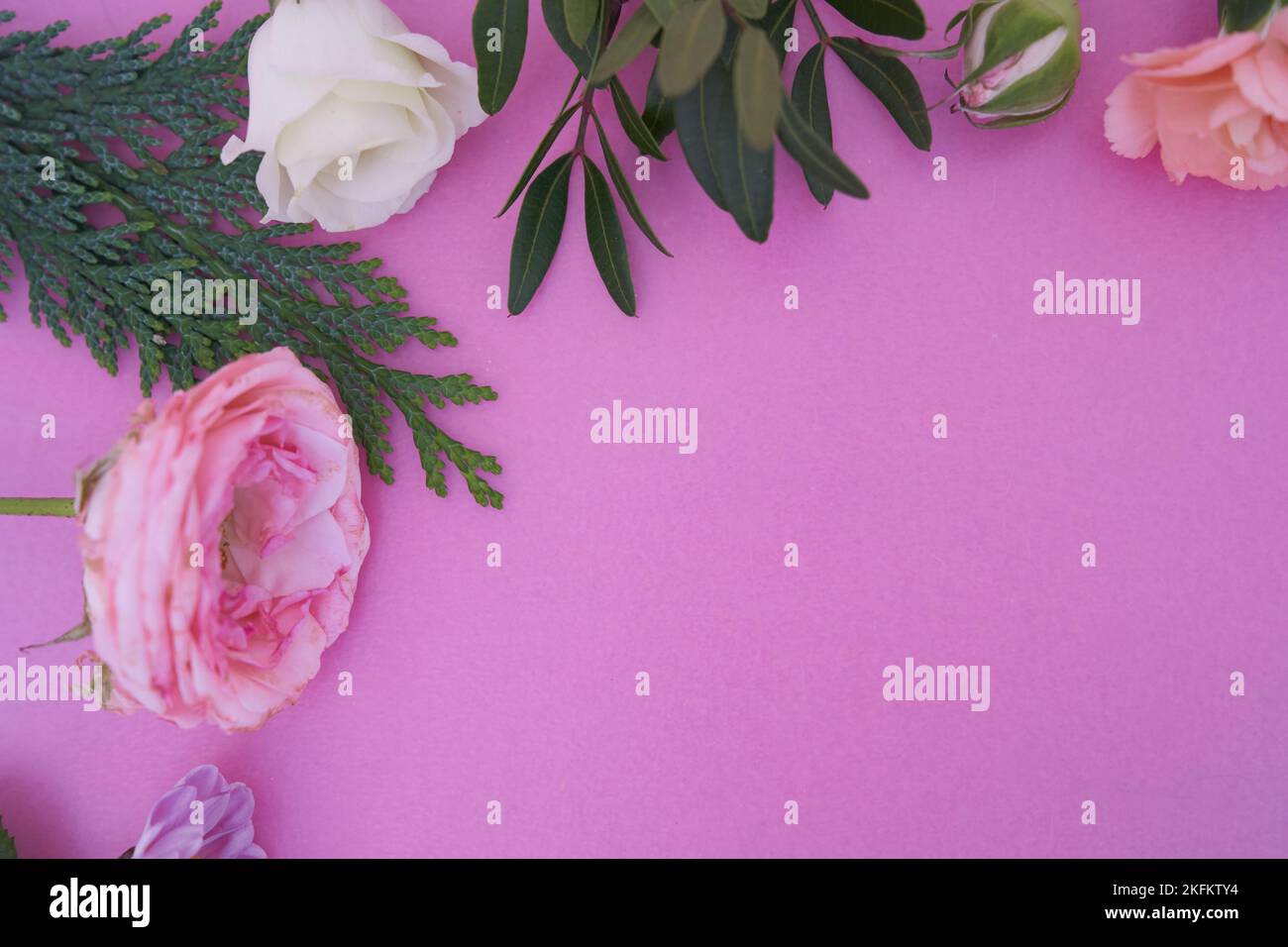 View from above. Close-up of a frame of fresh flowers rose, ranunculus ...