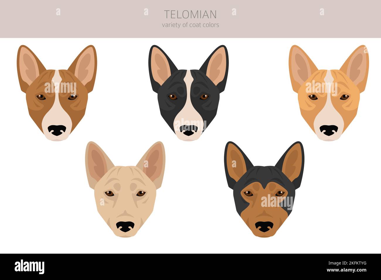Is The Telomian A Good Breed Of Dog
