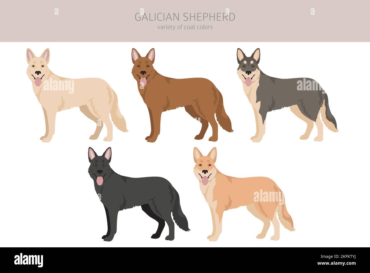Galician Shepherd clipart. Different coat colors set. Vector ...