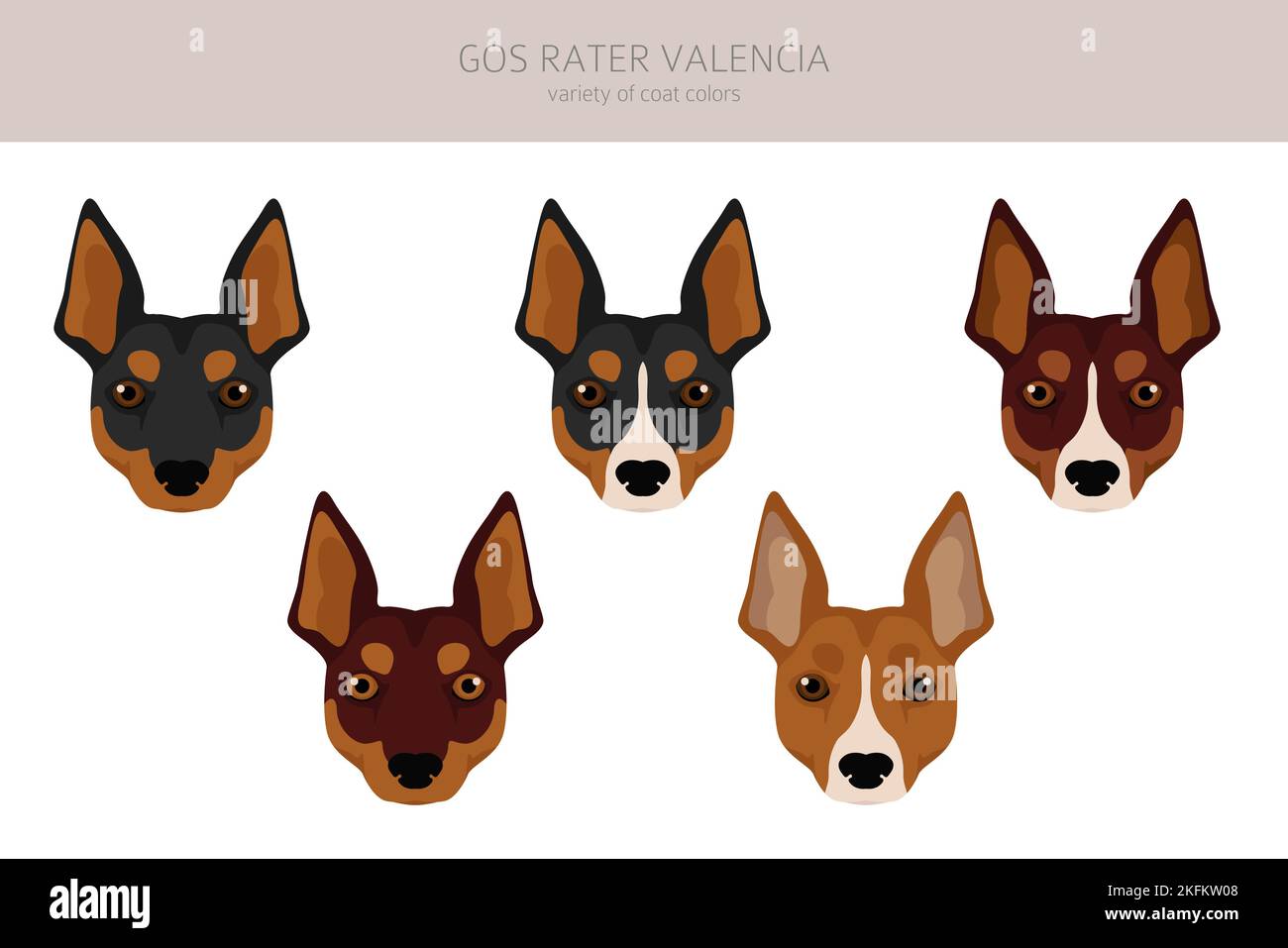 What Is The Breed Of Ratonero Valenciano