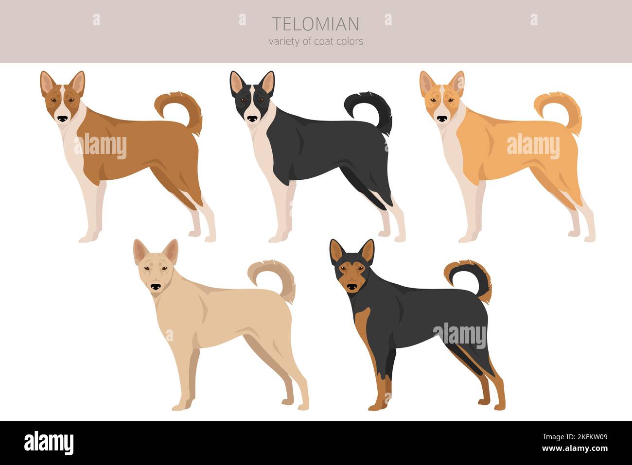 Telomian dog clipart. All coat colors set. All dog breeds ...