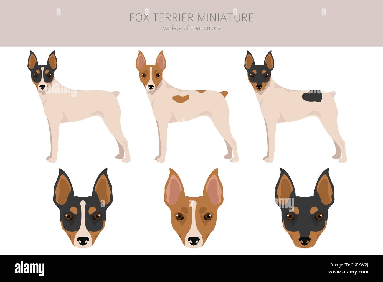 Fox Terrier miniature clipart. Different coat colors set. Vector ...