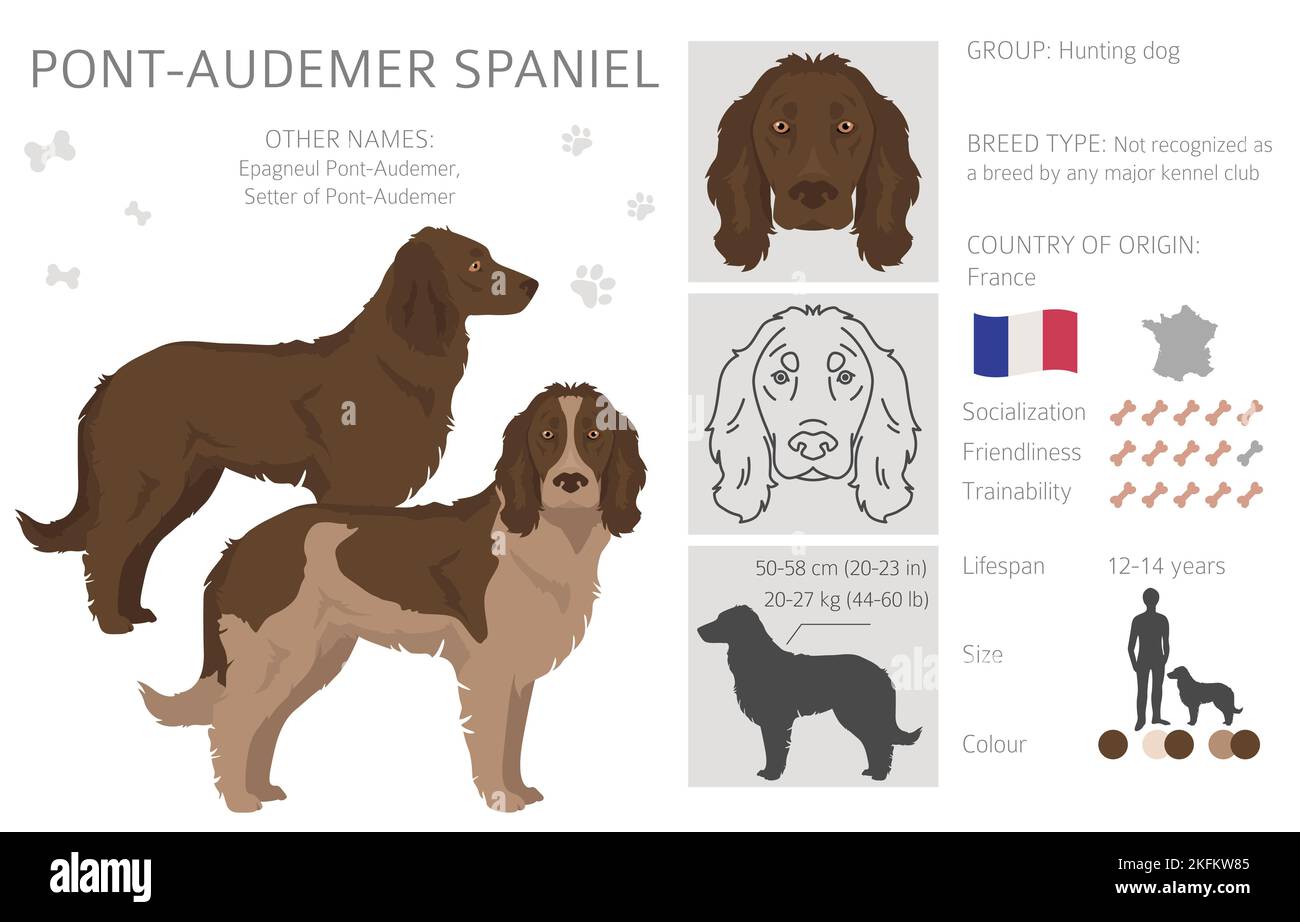 Pont-Audemer Spaniel clipart. All coat colors set. All dog breeds ...