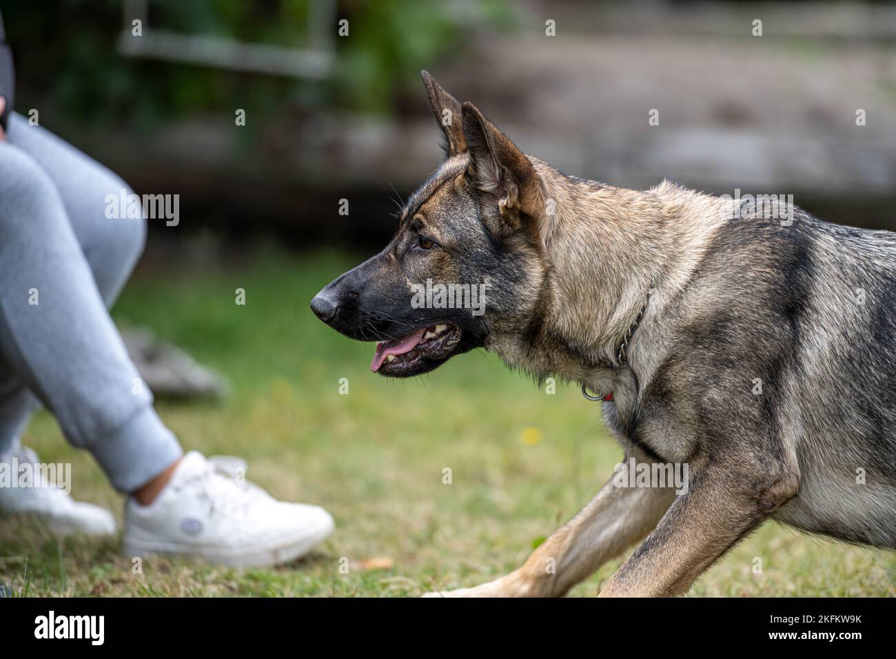 A profile picture of a young happy German Shepherd. Sable-colored ...