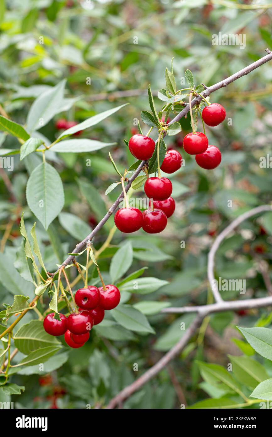 closeup of ripe dark red cherries hanging on cherry tree branch with ...