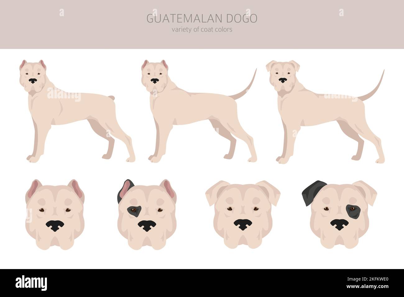 What Color Are Dogo Guatemalteco Dogs