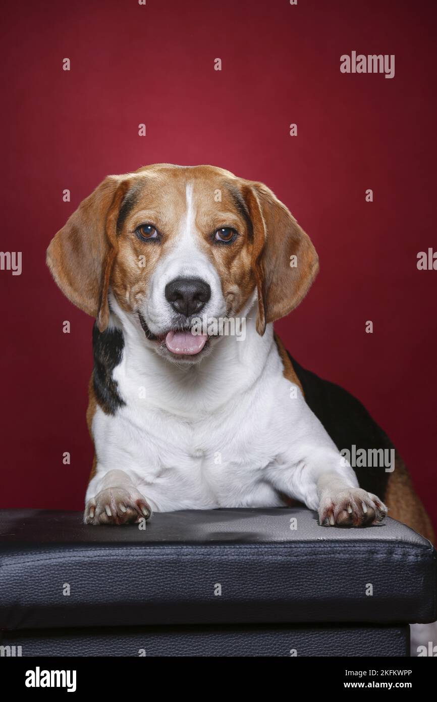 Tricoloured pants hi-res stock photography and images - Alamy