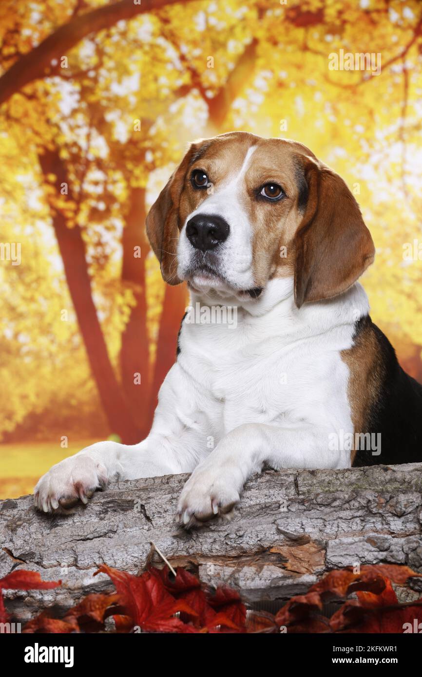 Beagle in hi-res stock photography and images - Alamy