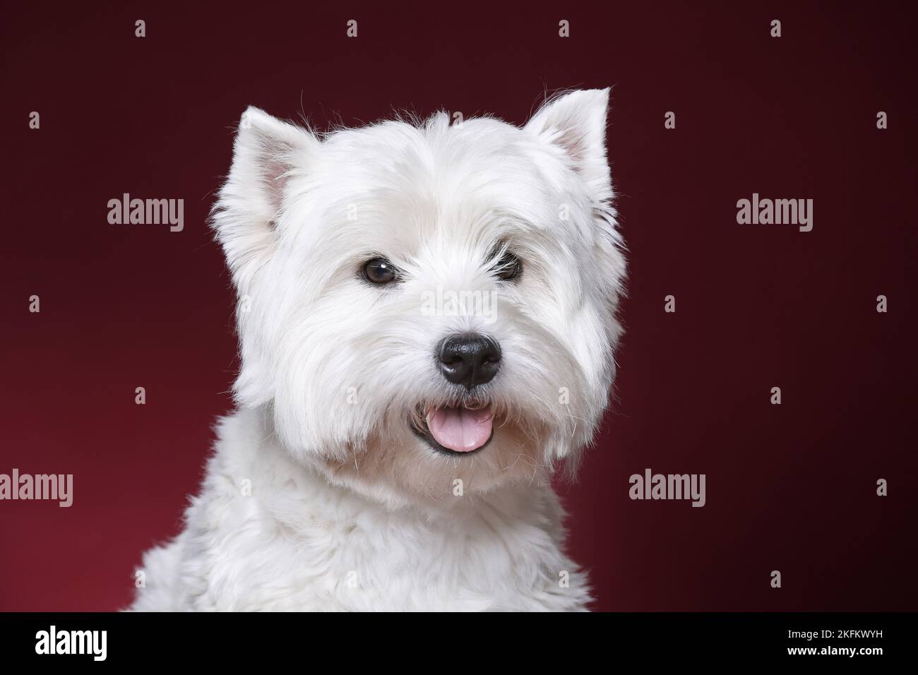 The westi hi-res stock photography and images - Alamy