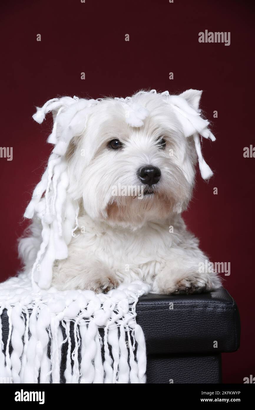 The westi hi-res stock photography and images - Alamy