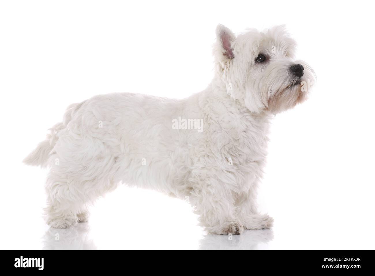 standing West Highland White Terrier Stock Photo - Alamy