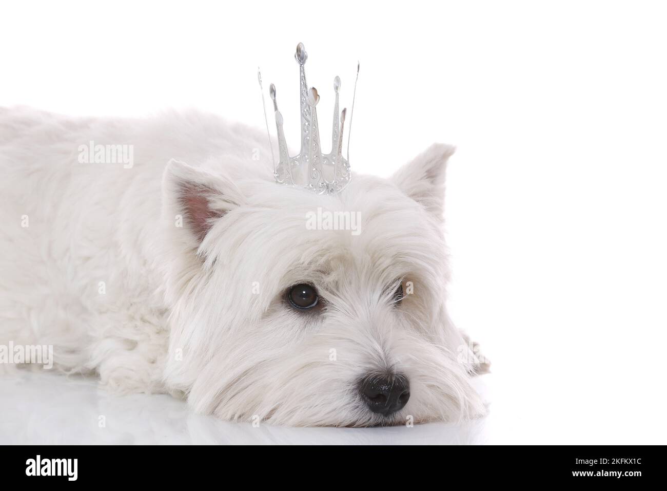 Curious west highland white hi-res stock photography and images - Alamy