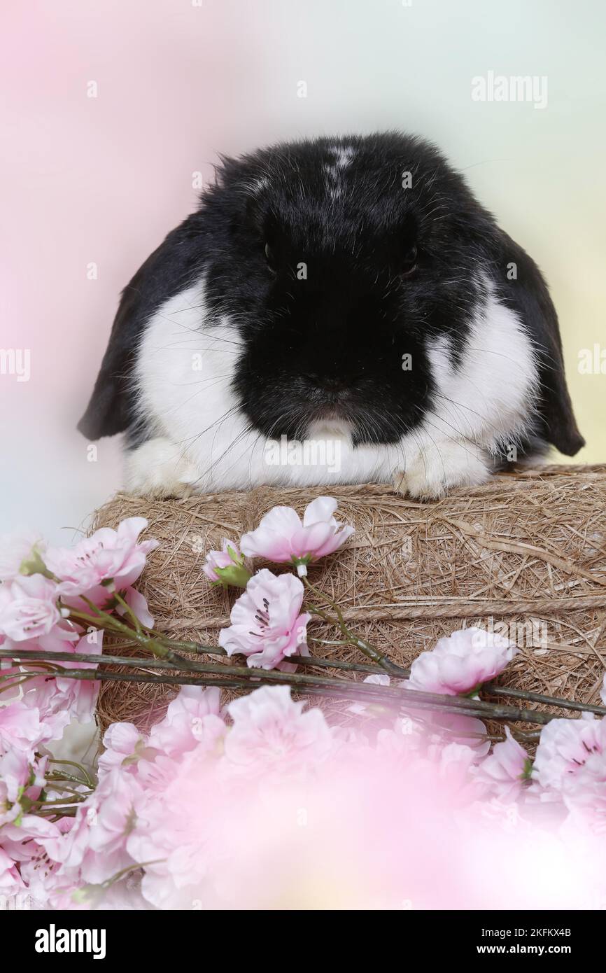 Black white lop ear bunny hi-res stock photography and images - Alamy