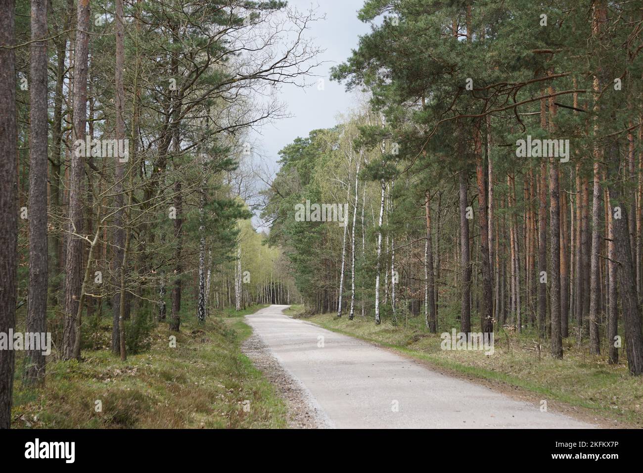 A serene pathway winds through a lush green forest, sheltered by ...