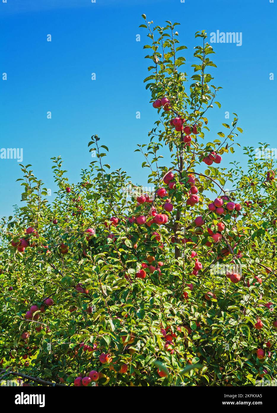 appletree with red apples and sky Stock Photo - Alamy