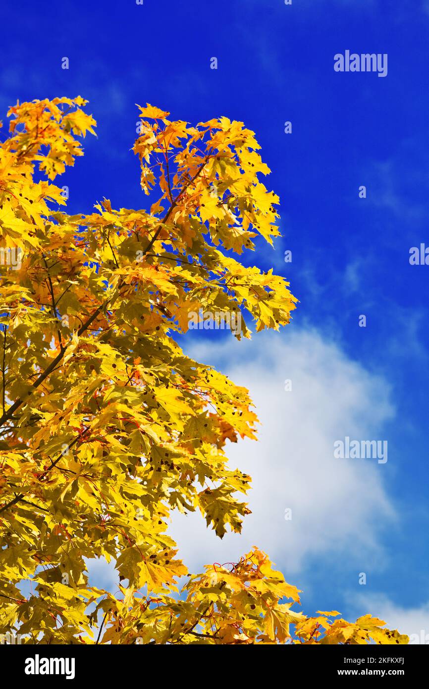 autumn yellow maple tree Stock Photo - Alamy