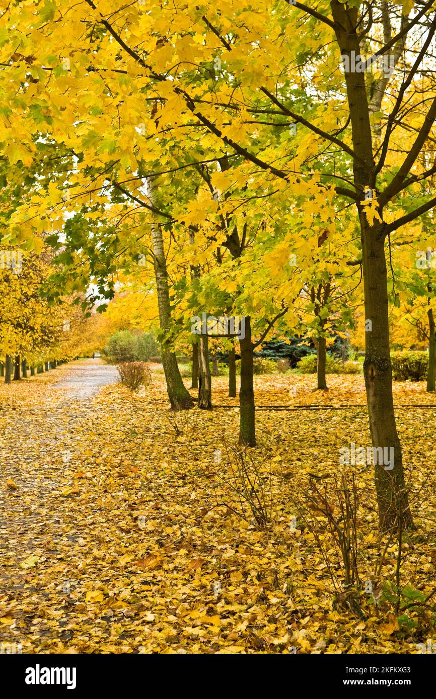 autumn yellow alley Stock Photo - Alamy