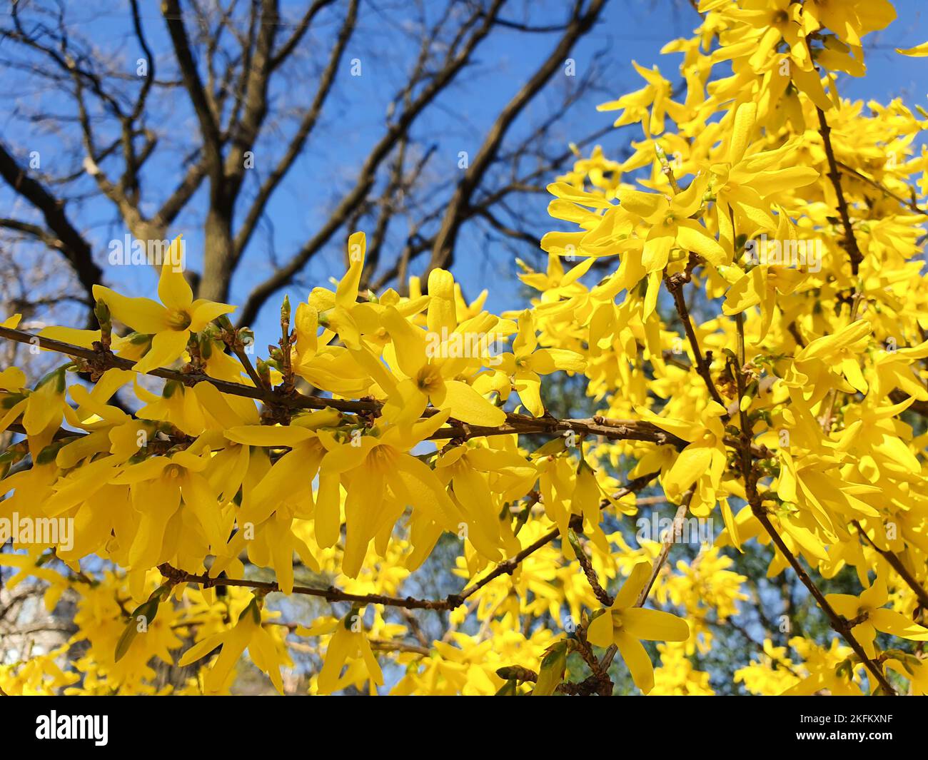 Yellow flowers of Forsythia shrub or bush and blue sky. Sunny spring ...